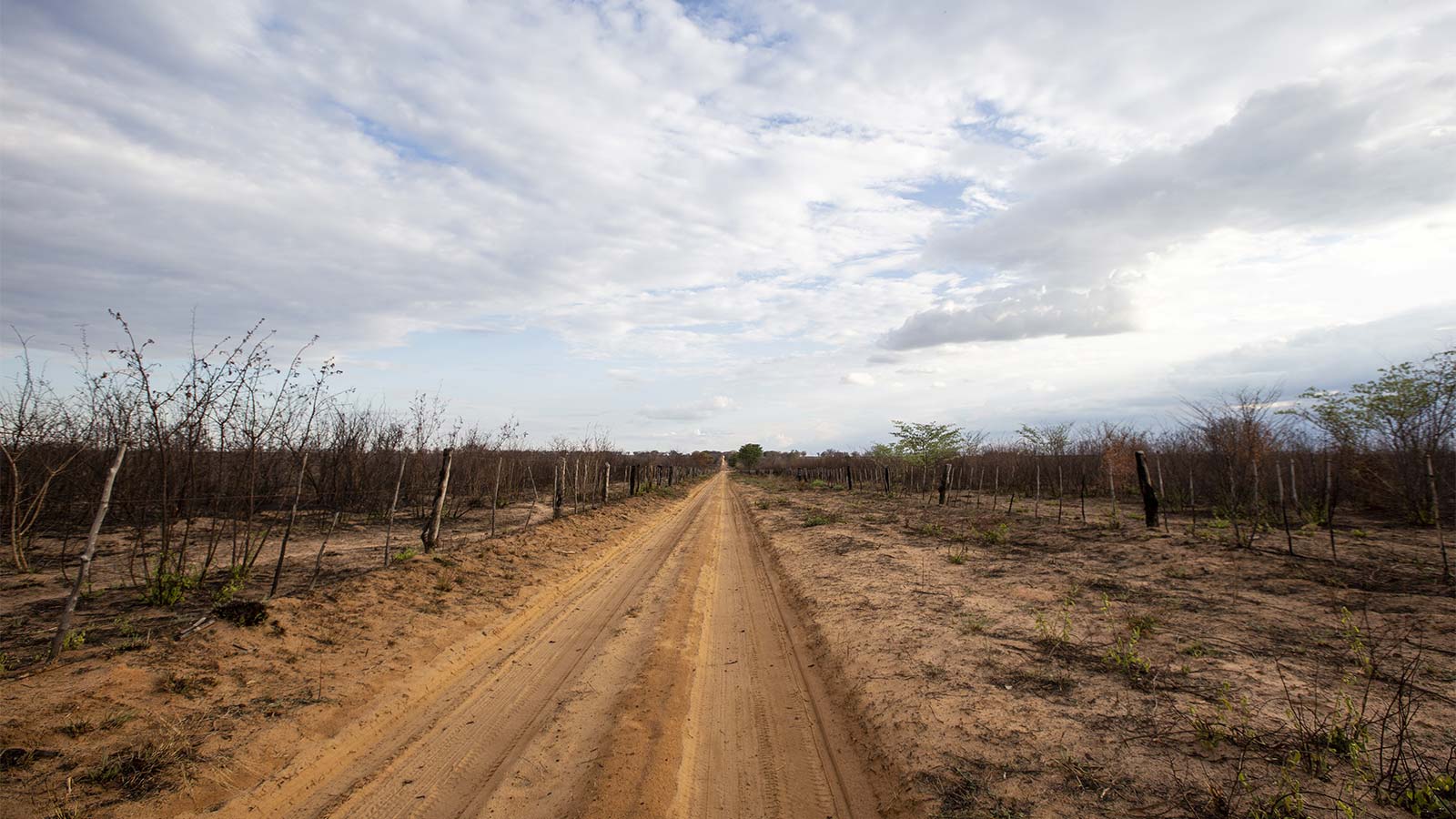 Angola: Seca, insegurança alimentar e fuga da população - Jornal Tornado